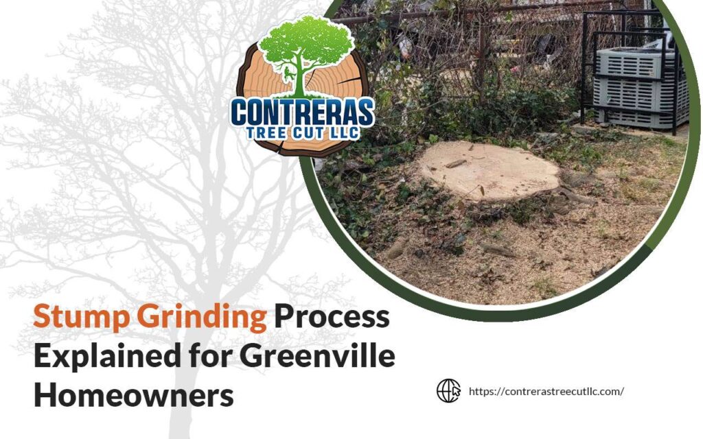 Stump Grinding Process Explained for Greenville Homeowners