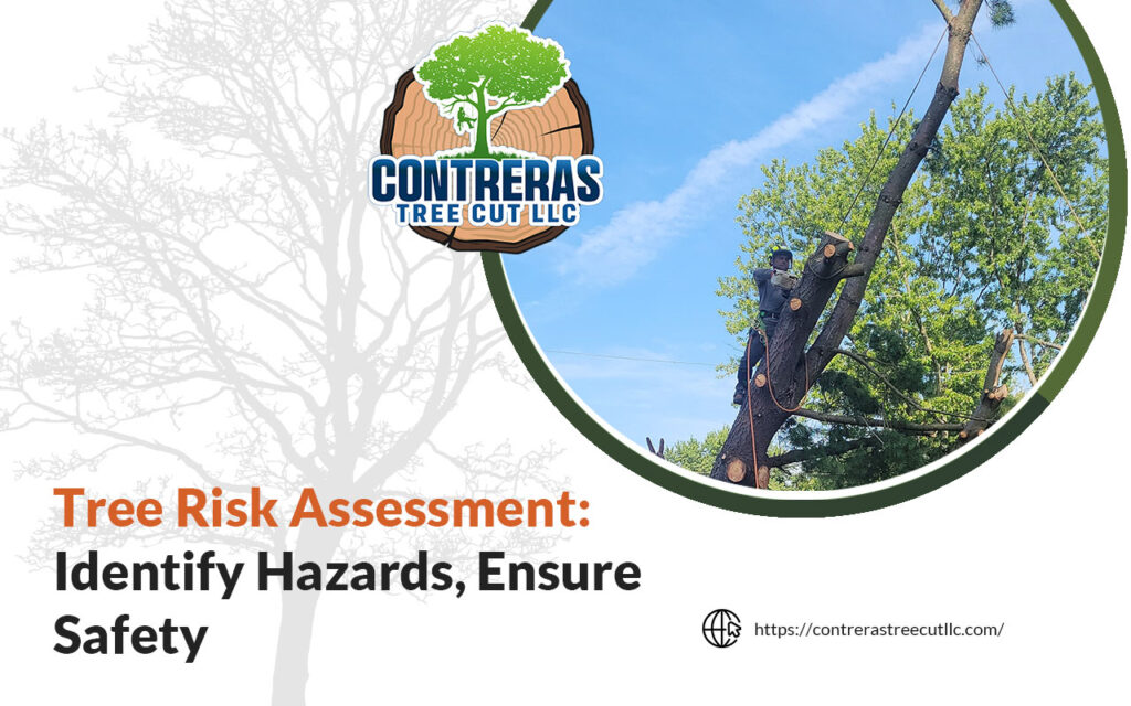 Tree Risk Assessment: Identify Hazards and Ensure Safety